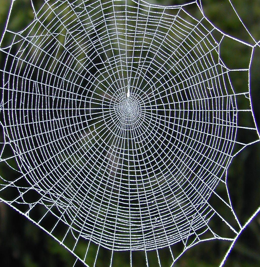 Tangled Web – proverbs31misfit